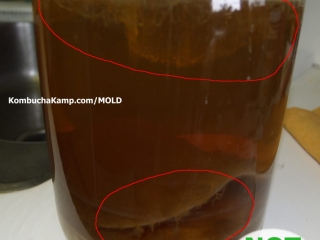 Normal Kombucha Yeast Floating in the Liquid and Under the SCOBY ...