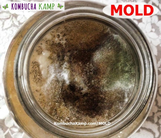 Moldy Kombucha SCOBYs and Early Mold Formations on Kombucha Brews ...