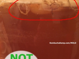 Normal Kombucha Yeast Floating in the Liquid and Under the SCOBY ...