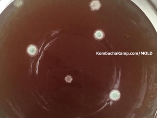 Moldy Kombucha SCOBYs and Early Mold Formations on Kombucha Brews ...