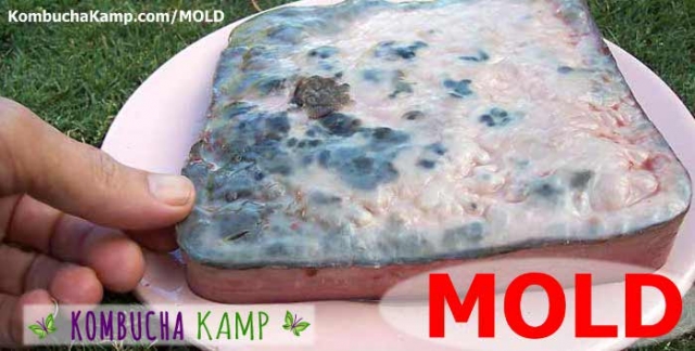 Moldy Kombucha SCOBYs and Early Mold Formations on Kombucha Brews ...