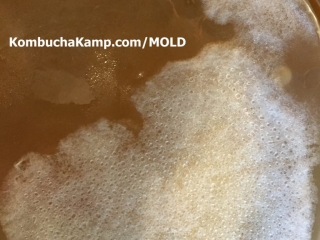 Moldy Kombucha SCOBYs and Early Mold Formations on Kombucha Brews ...