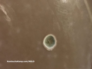 Moldy Kombucha SCOBYs and Early Mold Formations on Kombucha Brews ...