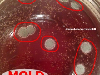 Moldy Kombucha SCOBYs and Early Mold Formations on Kombucha Brews ...