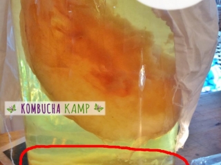 Normal JUN Tea Sediment at the Bottom of Brewing Jar - Kombucha Kamp