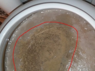 Moldy Kombucha SCOBYs and Early Mold Formations on Kombucha Brews ...