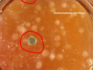 Moldy Kombucha SCOBYs and Early Mold Formations on Kombucha Brews ...