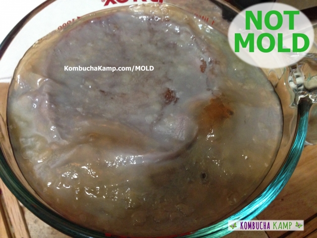 Young Normal Kombucha SCOBY and Yeast Growth - Kombucha Kamp