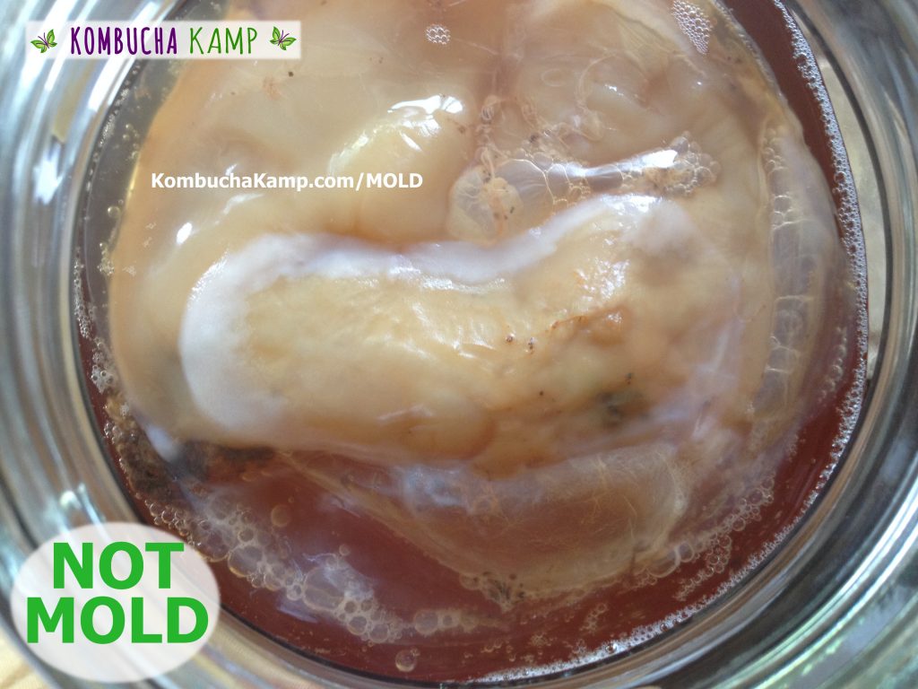 Young Normal Kombucha SCOBY and Yeast Growth - Kombucha Kamp
