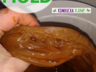 Healthy Kombucha SCOBY Growth including Unusual Kombucha SCOBYs ...