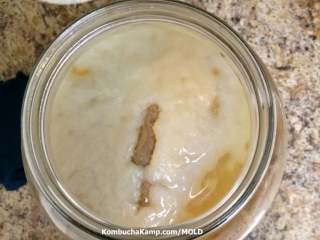 Healthy Kombucha SCOBY Growth including Unusual Kombucha SCOBYs ...