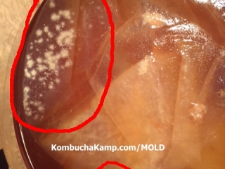 Moldy Kombucha SCOBYs and Early Mold Formations on Kombucha Brews ...