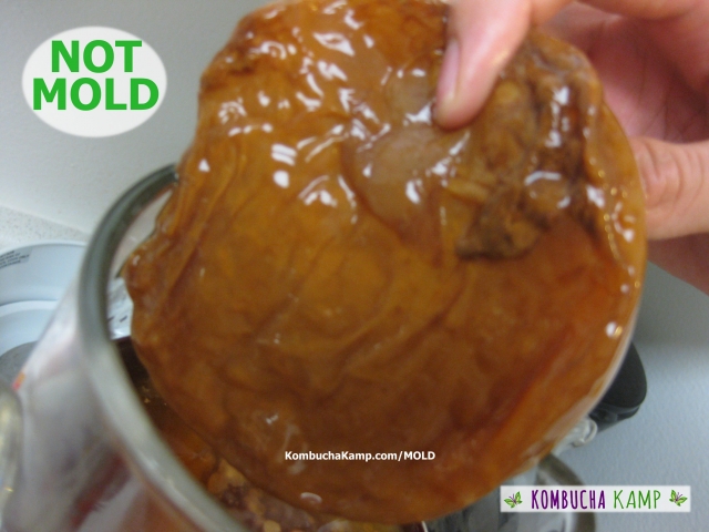 Healthy Kombucha SCOBY Growth including Unusual Kombucha SCOBYs ...