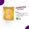 Fresh Kombucha SCOBY for Sale