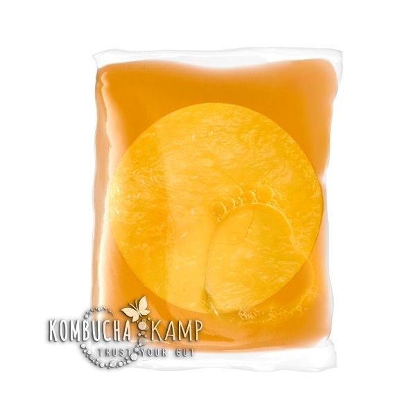 JUN Tea SCOBYs and Kits for Sale | Kombucha Kamp