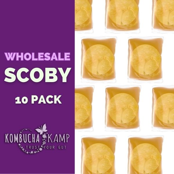 Buy Cultures Kombucha Scobys - Pack of 10, Fresh Kombucha Scobys for Sale