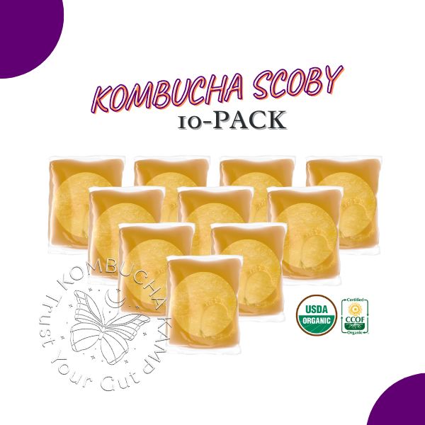 Buy Kombucha SCOBYs - Pack of 10, Fresh Scobys for Sale