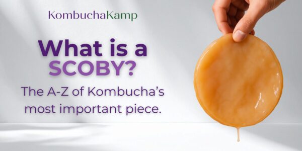 Kombucha SCOBY Explained and Top 5 Other Uses for a SCOBY